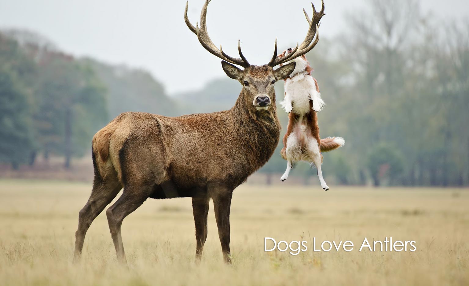 Why Your Dog Loves Antlers HealthyPets Blog