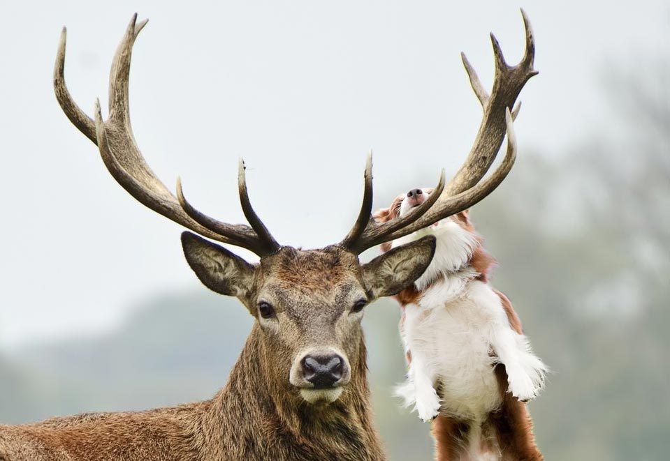 Why Your Dog Loves Antlers HealthyPets Blog