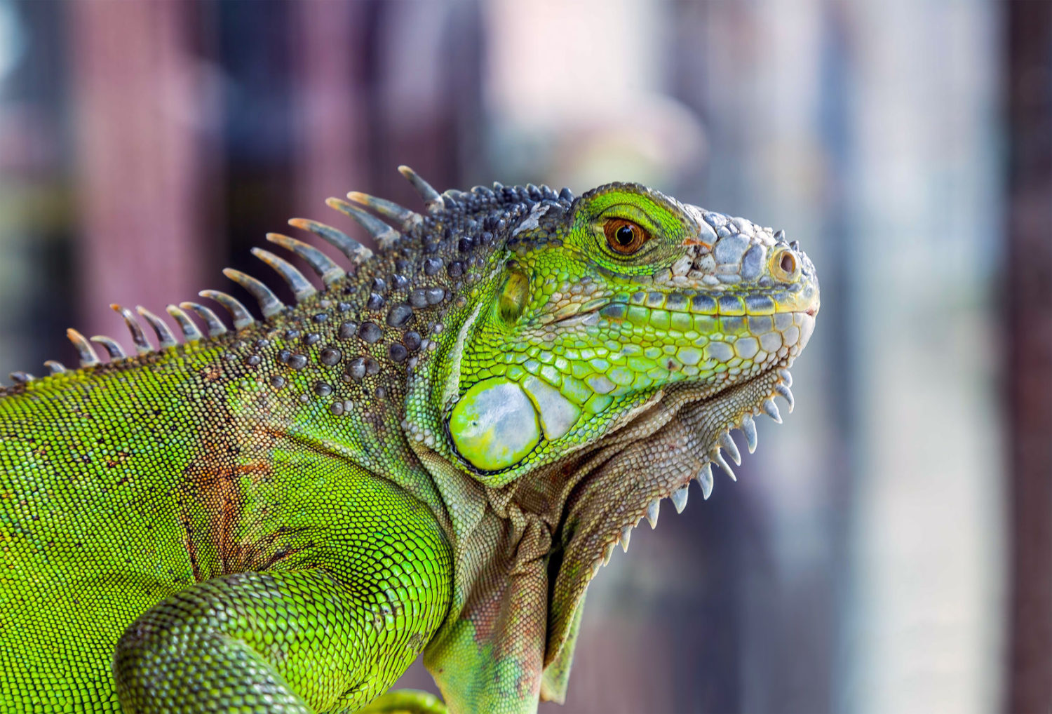 Four Things You Absolutely Must Know Before Adopting a Reptile ...