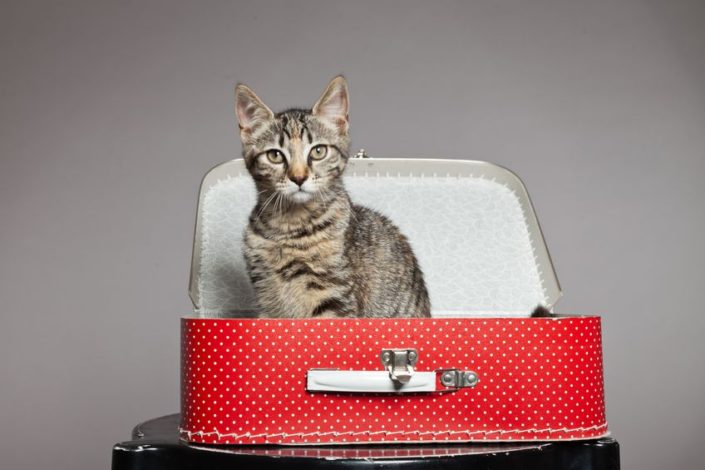 Pet-Related Tax Deductions, What You Should Know | HealthyPets Blog