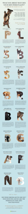 What Breed Of Dog Matches Your MBTI Personality? | HealthyPets Blog