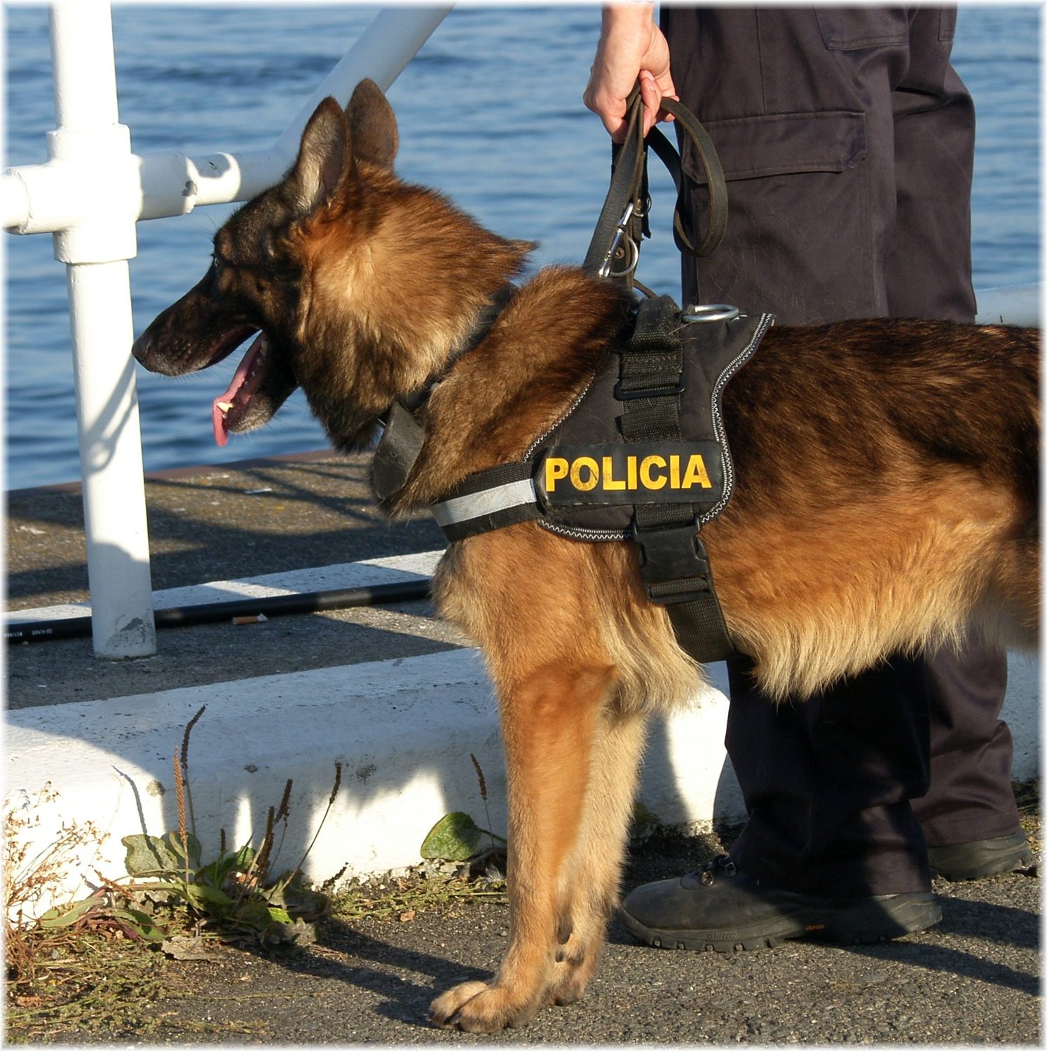 Everything You Need to Know About Getting a Guard Dog | HealthyPets Blog