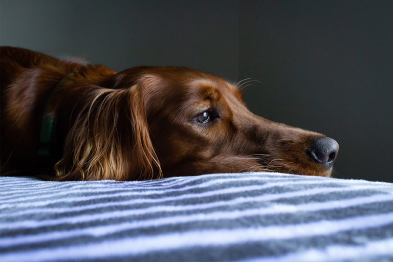 How to Detect, Prevent, and Treat GERD in Pets | HealthyPets Blog
