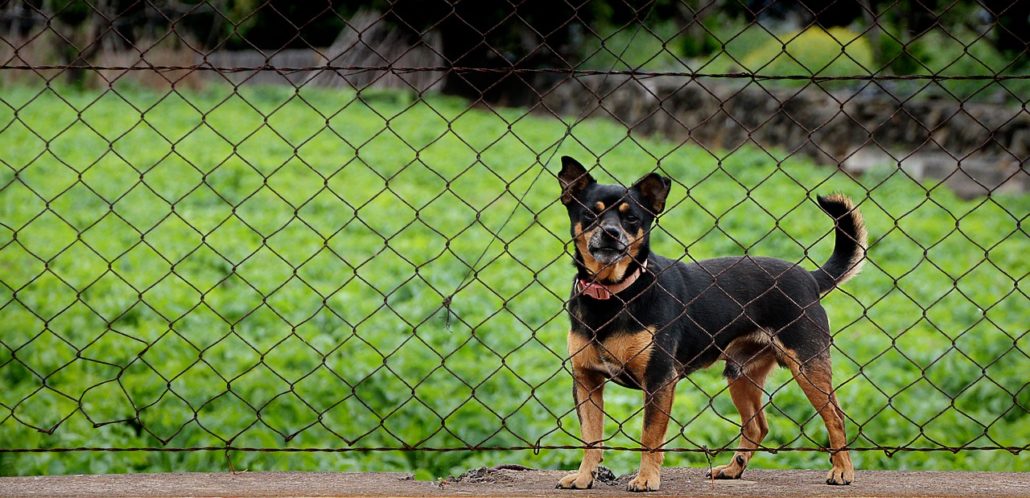 5 Training Tips from the Experts To Calm Aggressive Dogs | HealthyPets Blog