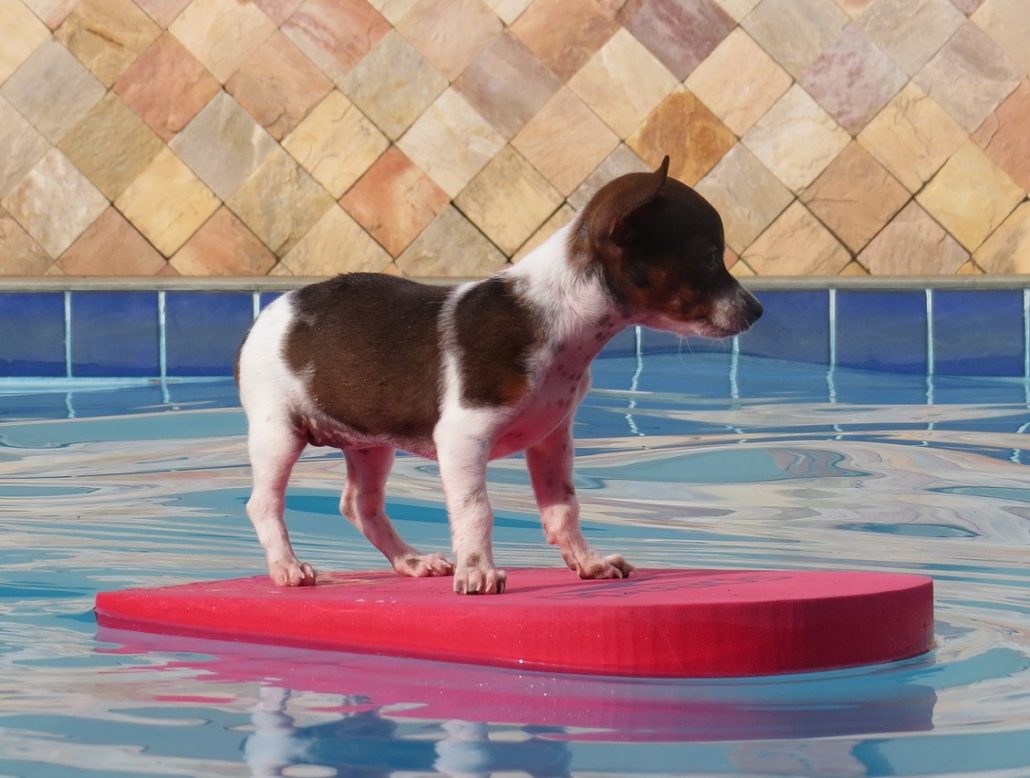 How to Conquer A Dog’s Fear of Water? | HealthyPets Blog