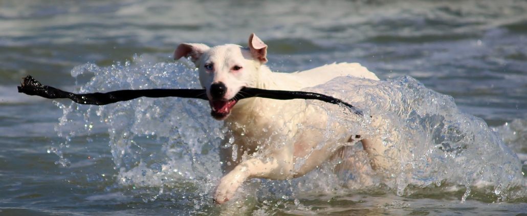 How to Conquer A Dog’s Fear of Water? | HealthyPets Blog