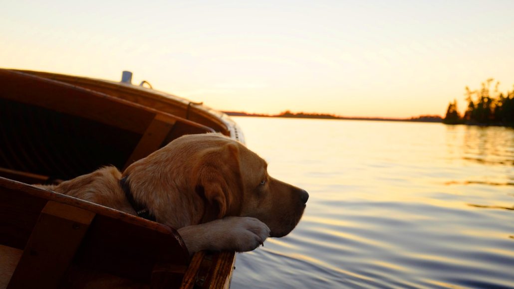 Summer Vacation Ideas That Your Dog Will Love | HealthyPets Blog