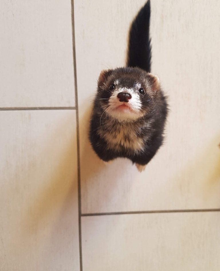 10 Reasons Ferrets Would Make Great Pets | HealthyPets Blog