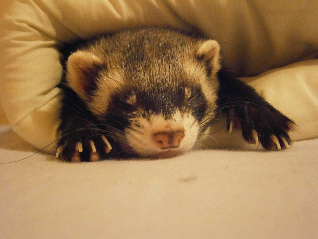 10 Reasons Ferrets Would Make Great Pets | HealthyPets Blog