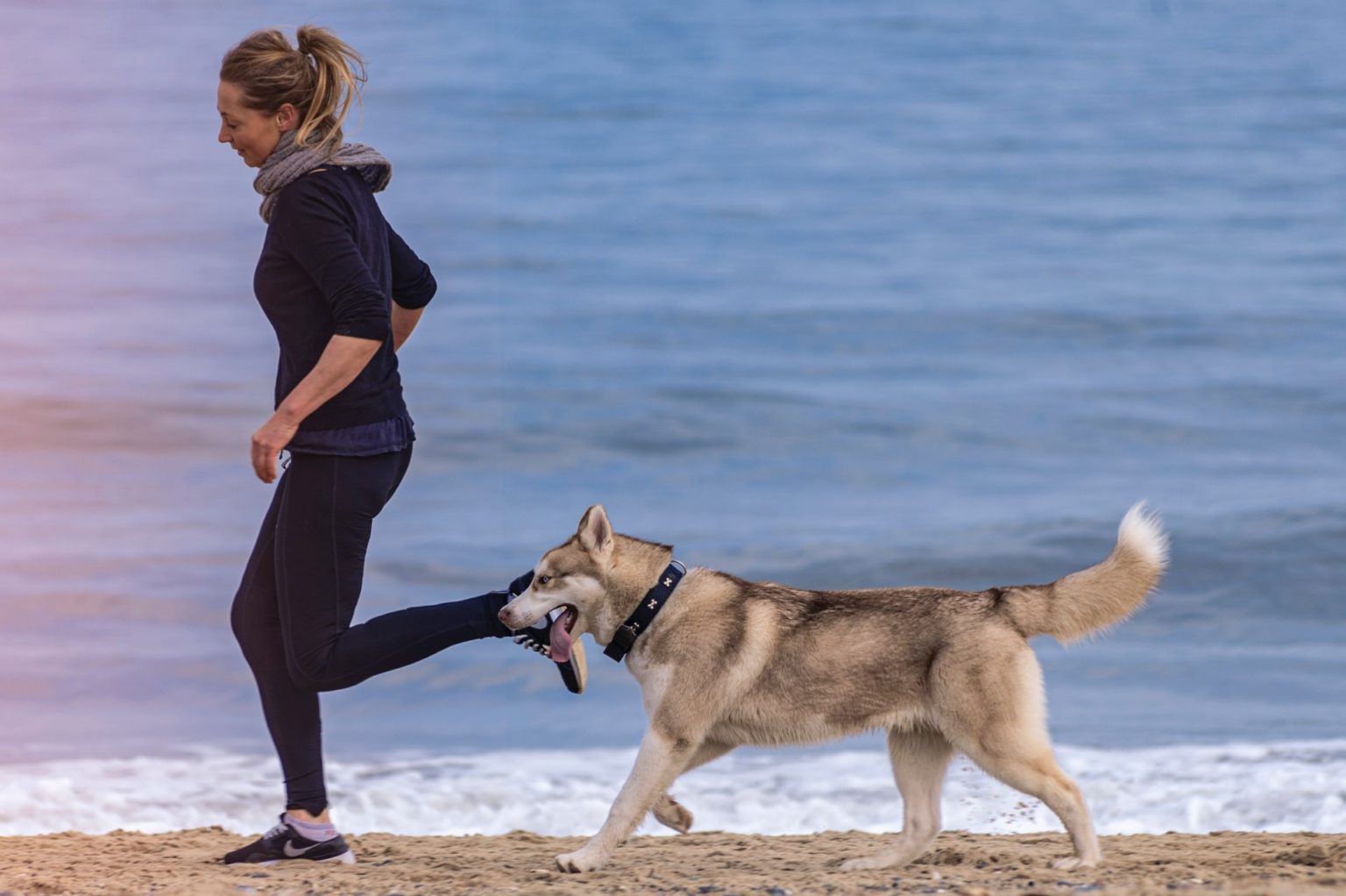 How to Train Your Dog to Run With You | HealthyPets Blog