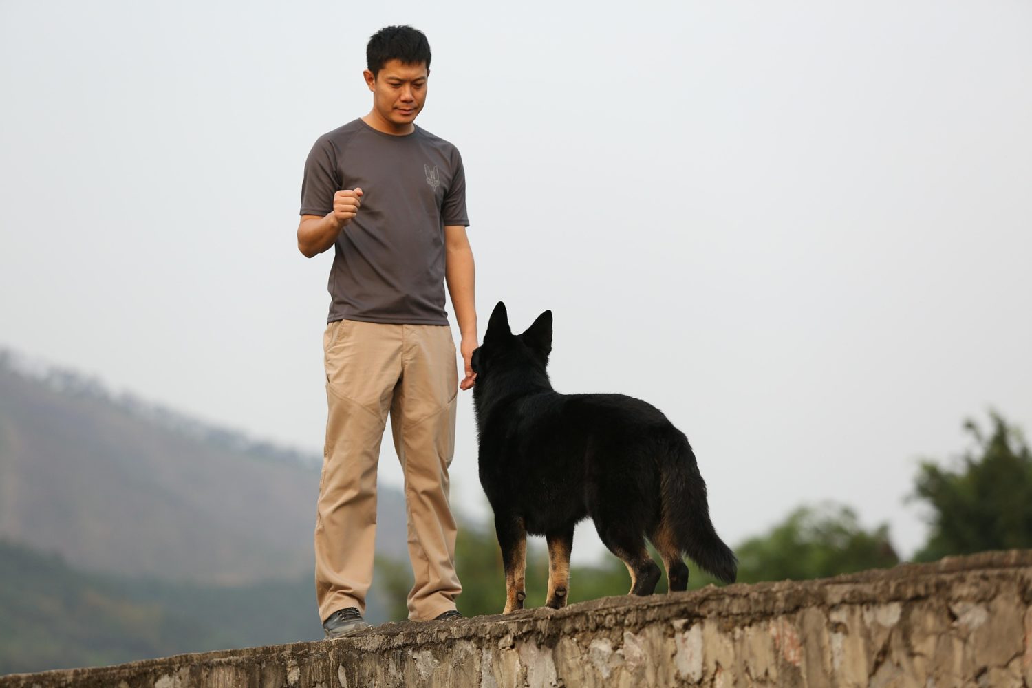 Dog Training Education | HealthyPets Blog